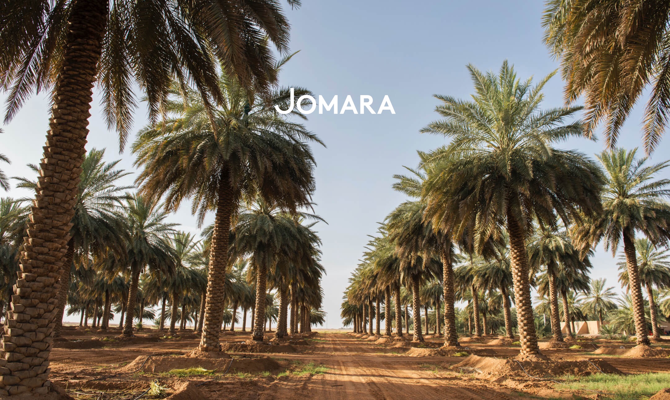 THE FINEST DATES FROM OUR FARMS